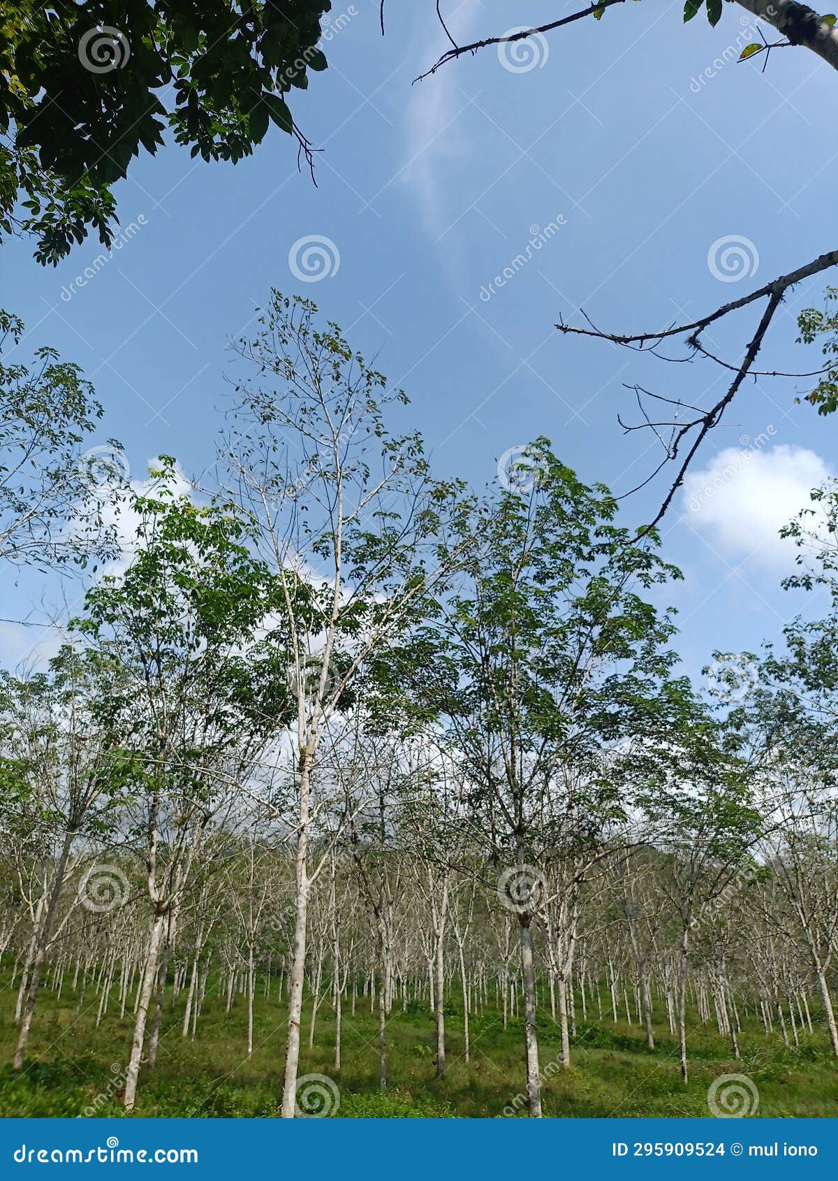 The Trees and Natural Sky are Beautiful Stock Photo - Image of natural ...
