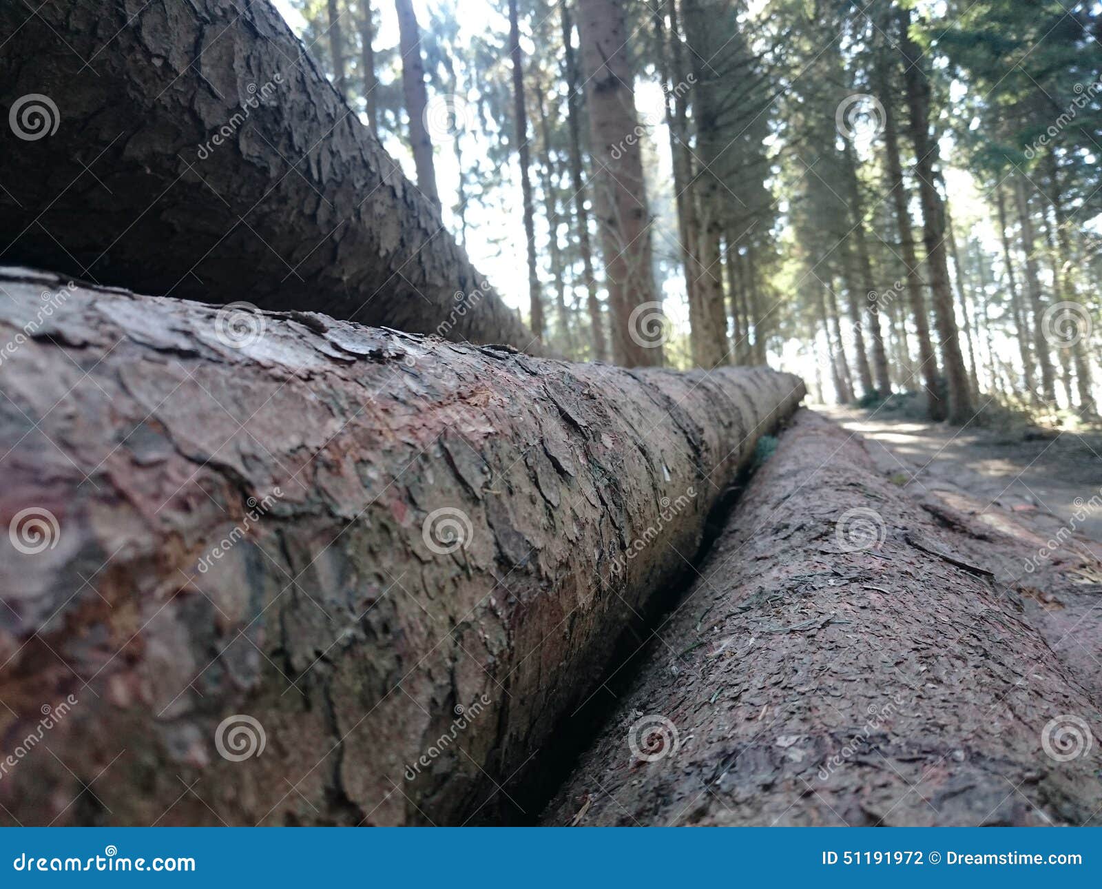 Trees stock photo. Image of woud, trees, nature, green - 51191972