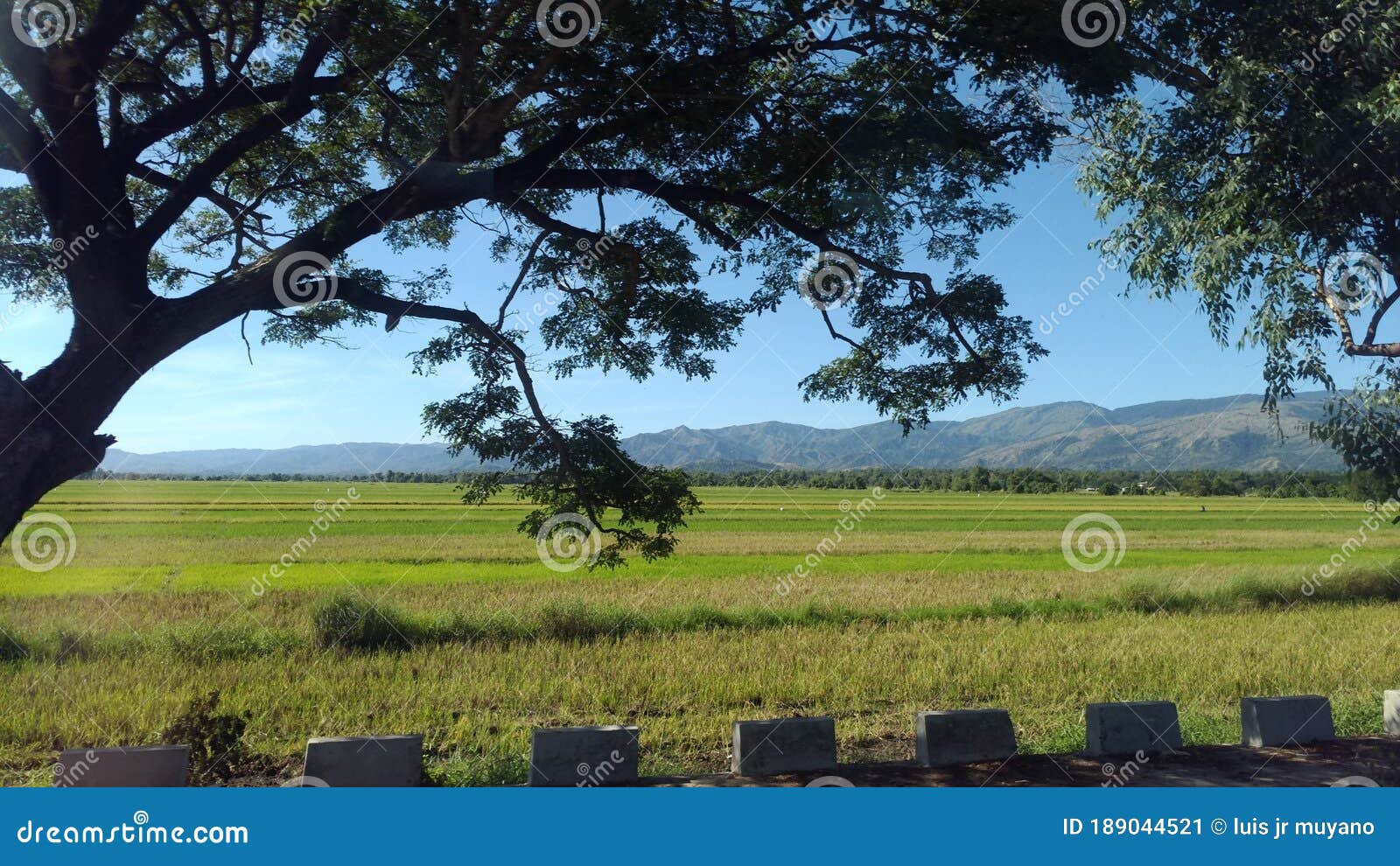 Acasia Tree Viewed Afar On Grassland Royalty-Free Stock Image ...