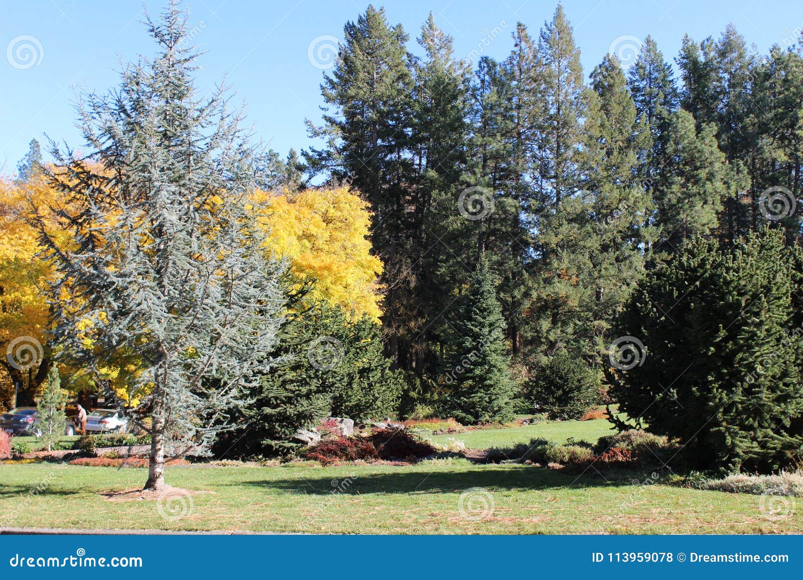 Trees stock photo. Image of trees, washington, spokane - 113959078