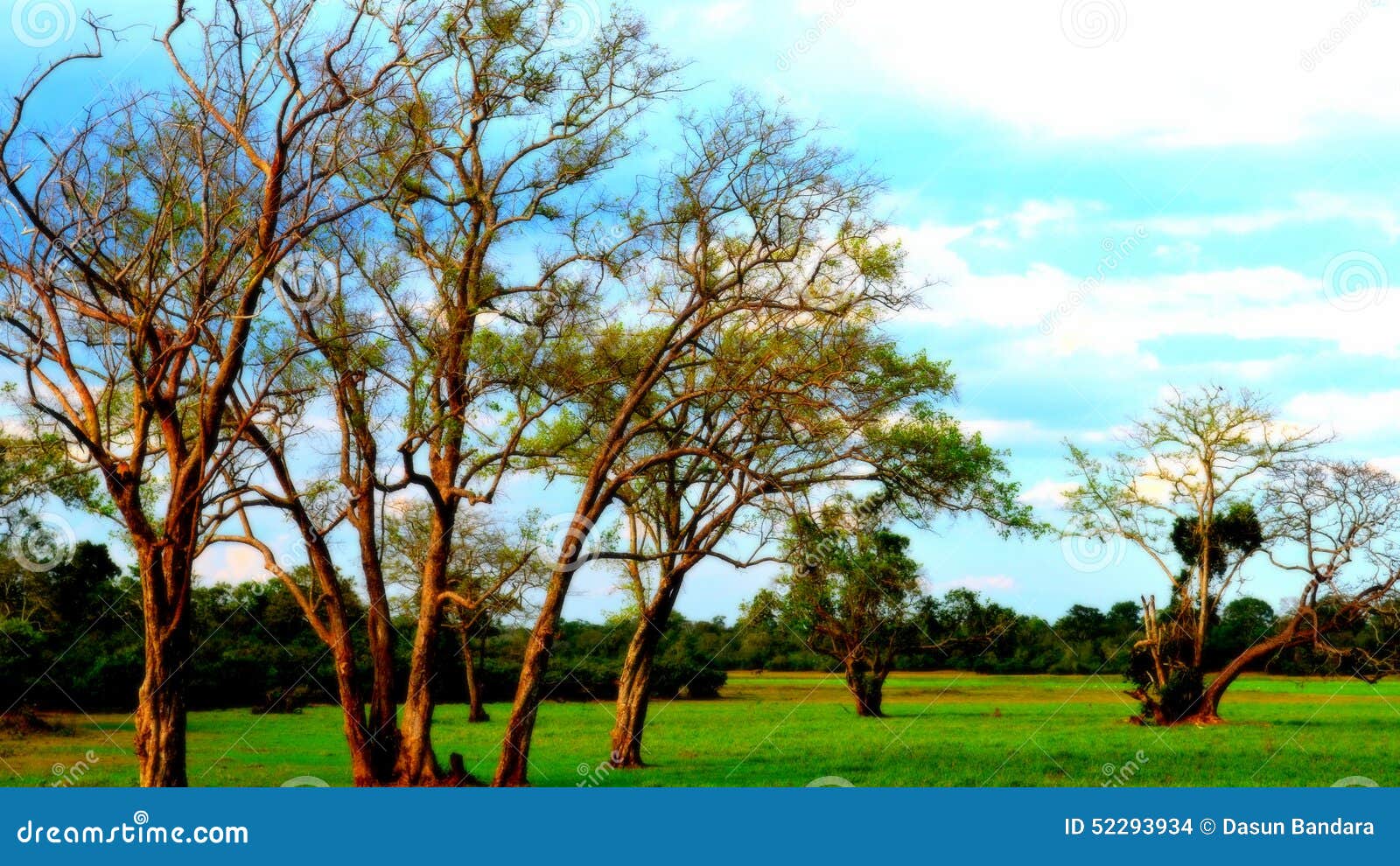 Trees of nature stock photo. Image of perfect, trees - 52293934