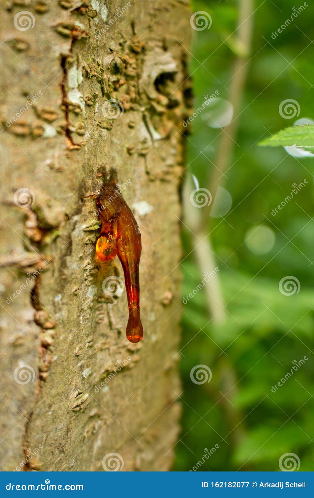 Resin Steps Out of a Tree Trunk Stock Image - Image of harvest, closeup ...