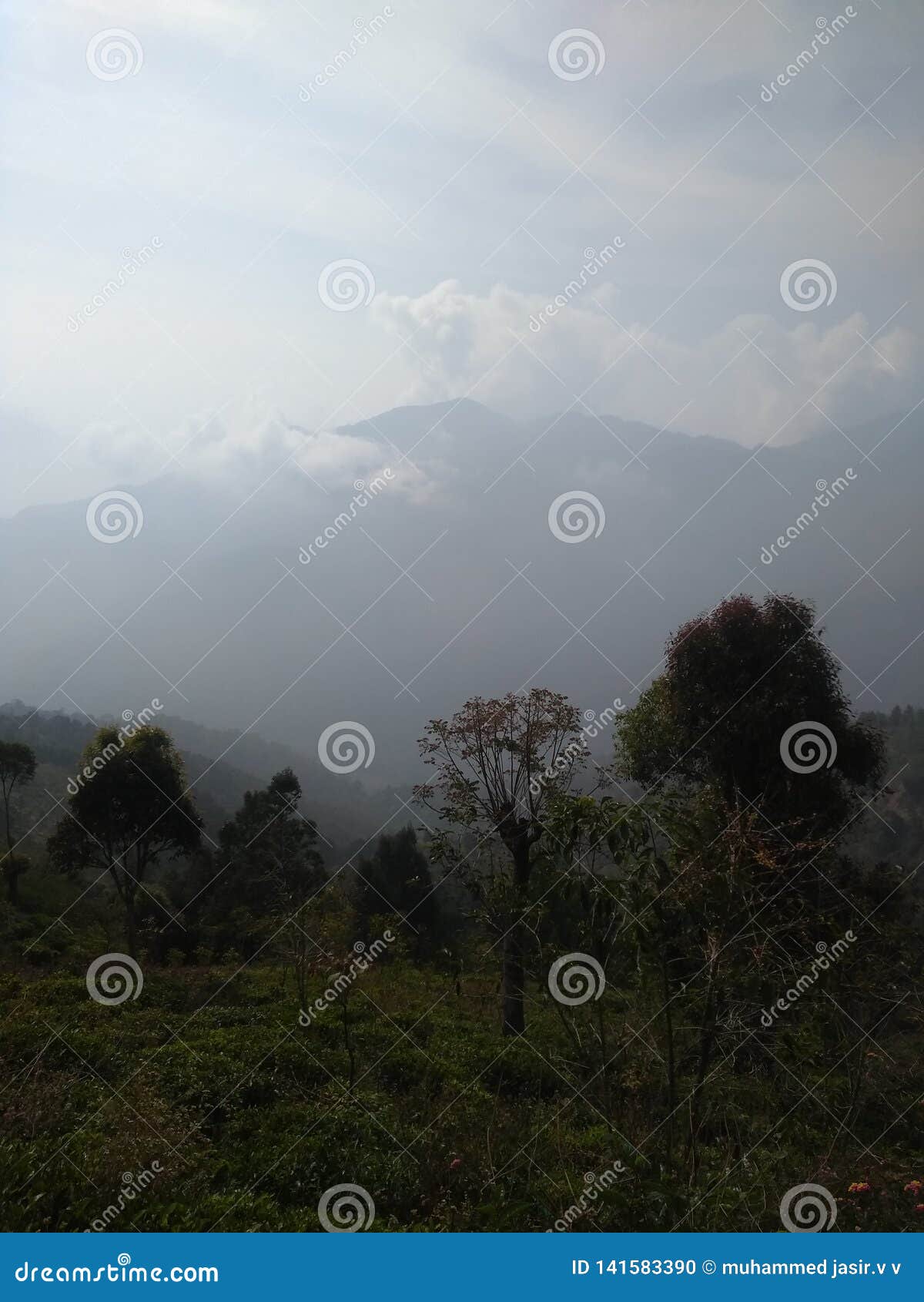 Trees, nature scenario stock photo. Image of otty, jasi - 141583390