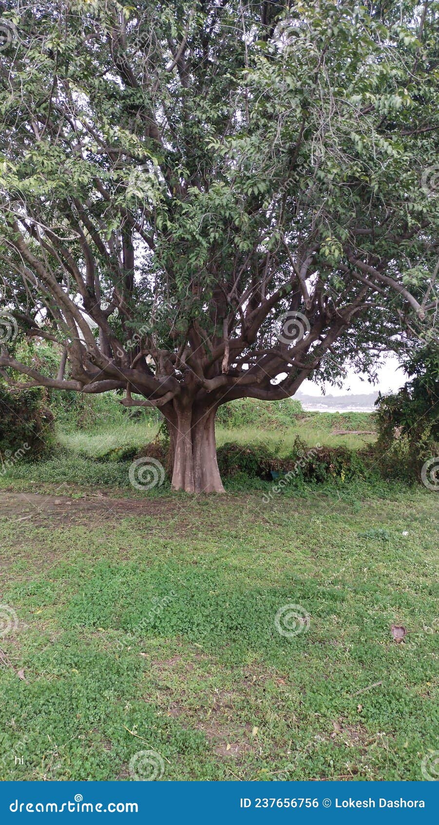 Trees nature shadow stock photo. Image of plant, woodland - 237656756