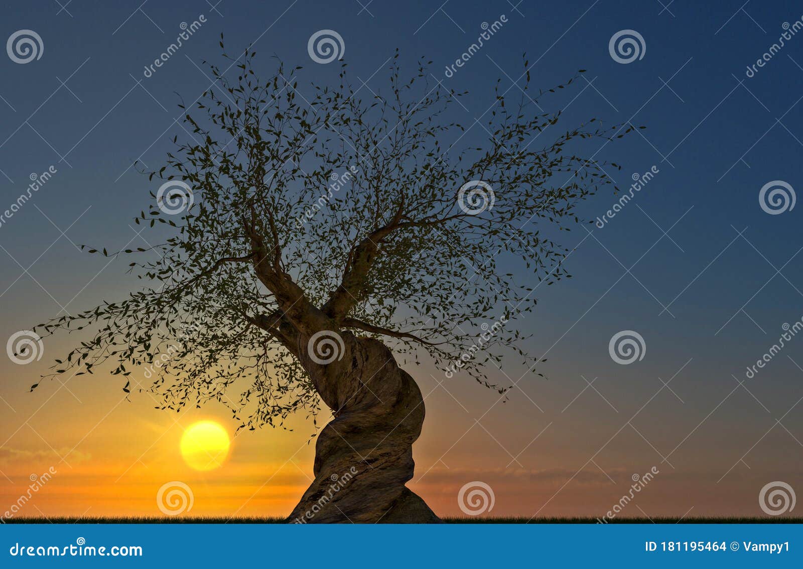 Trees And Nature: View Of A Pinus Longaeva Tree At Sunset. Lawn And ...