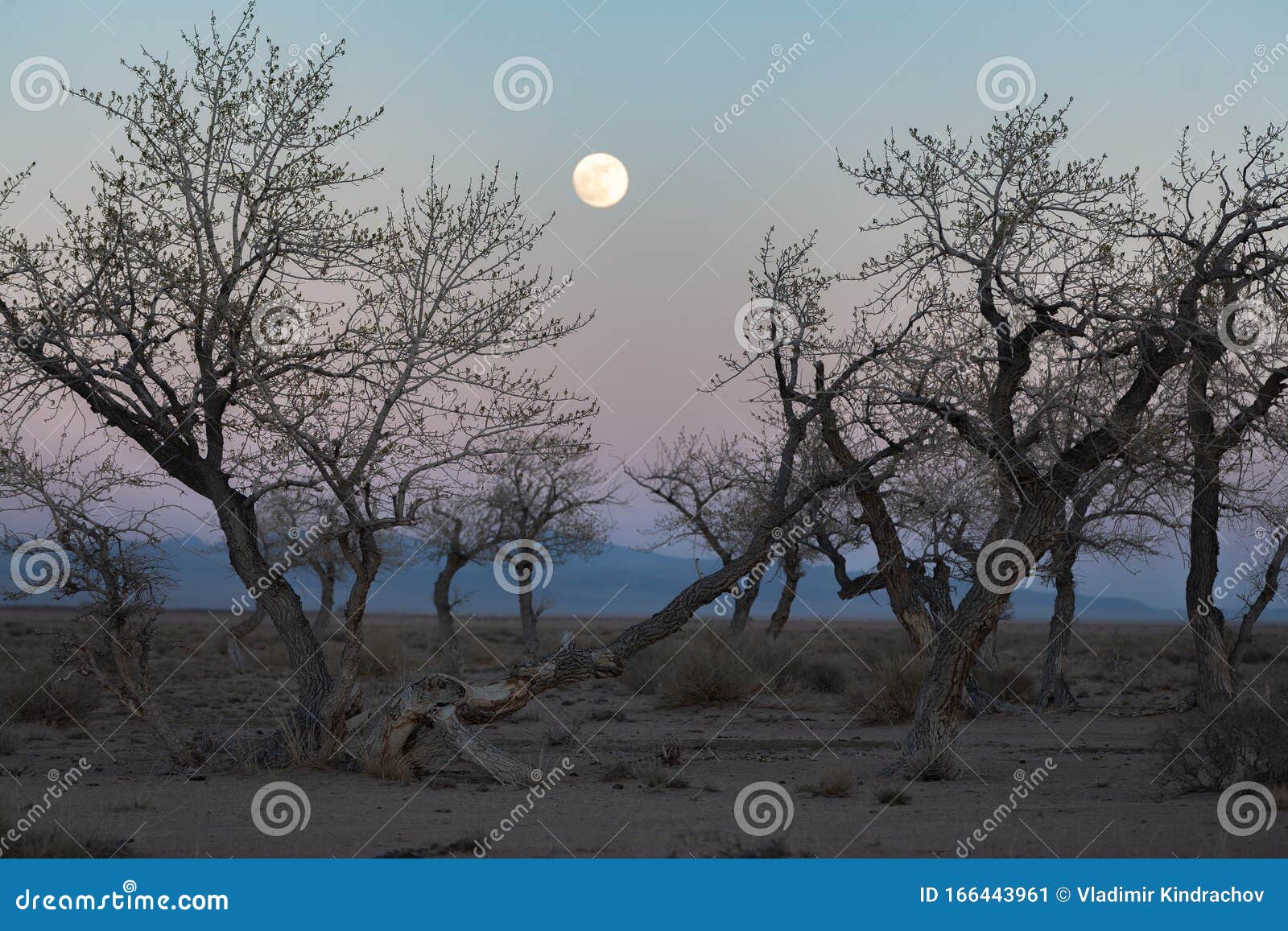Trees in a Nature of Western Mongolia in the Evening Stock Image ...
