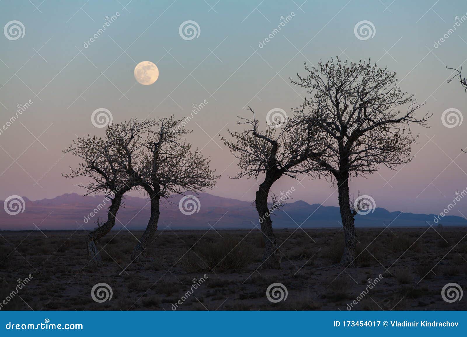 Trees in a Nature of Western Mongolia in the Evening Stock Image ...