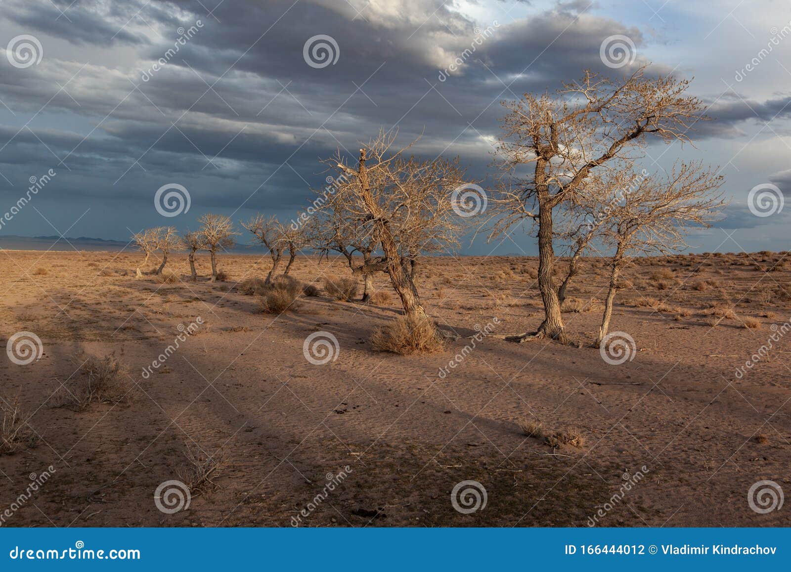 Trees in a Nature of Western Mongolia Stock Photo - Image of geography ...