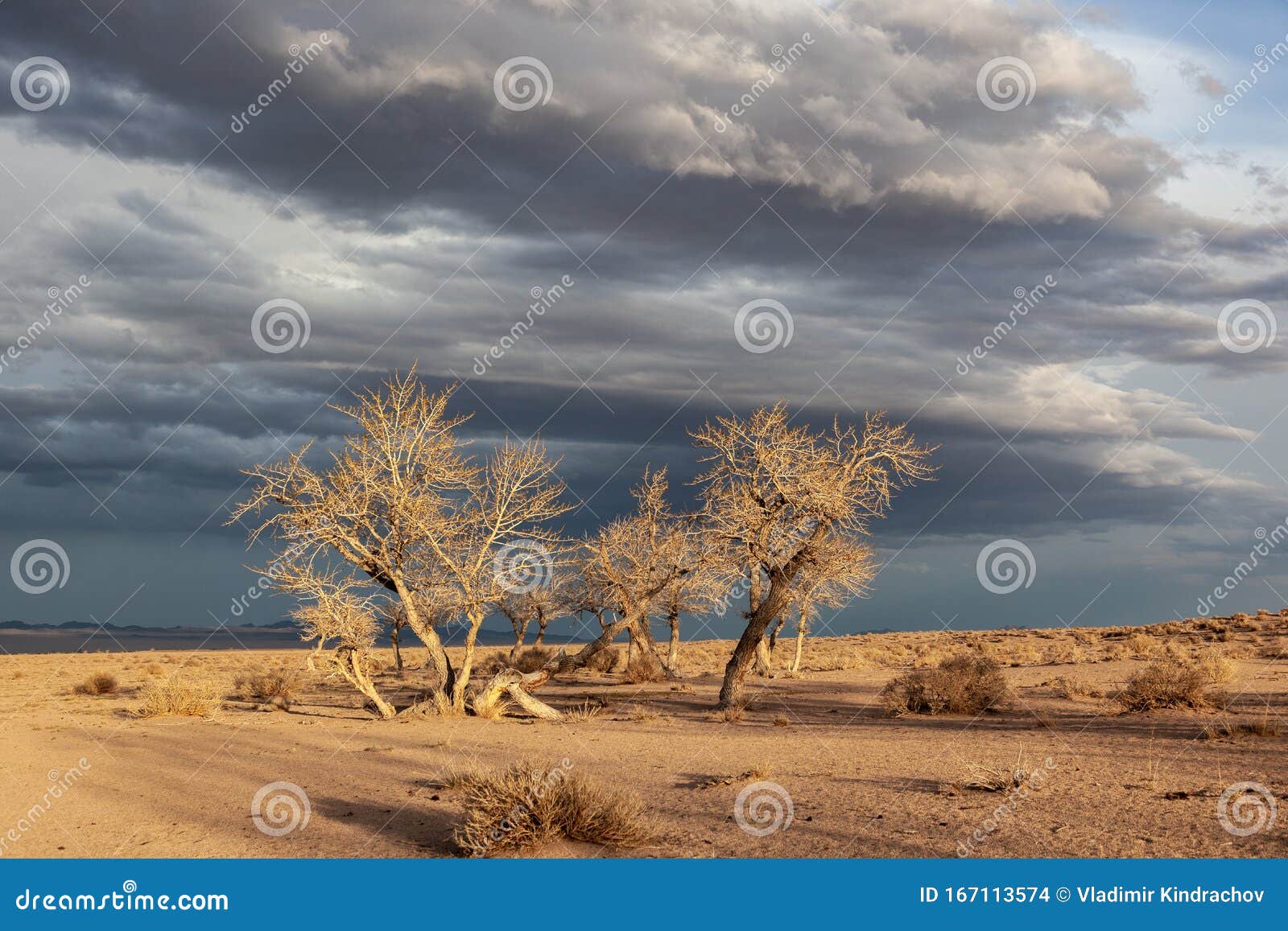 Trees in a Nature of Western Mongolia Stock Photo - Image of mongolia ...