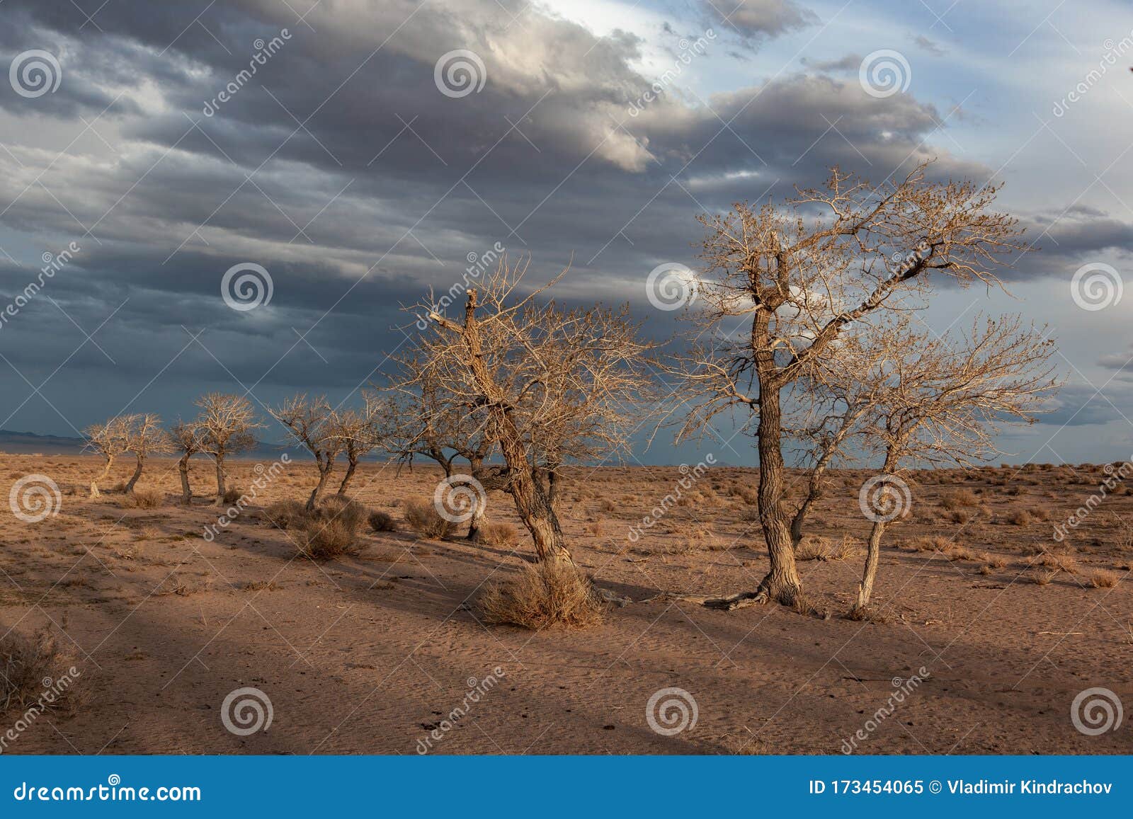 Trees in a Nature of Western Mongolia Stock Image - Image of sunrise ...