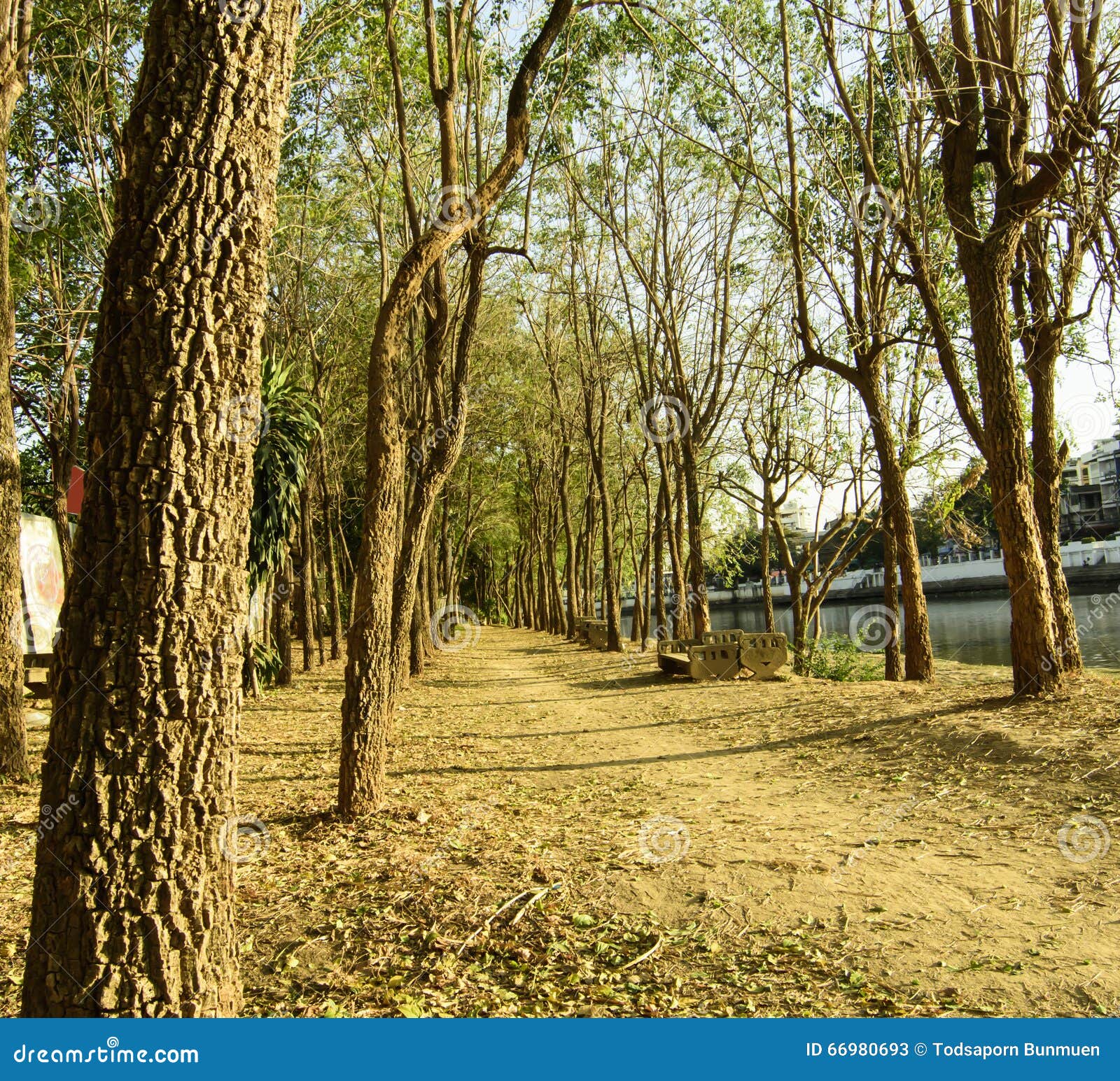 Trees Nature Wood Evening Light Stock Image - Image of outdoor ...