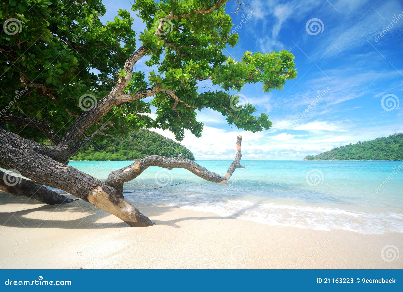 Trees near the beach stock image. Image of tree, cabin - 21163223