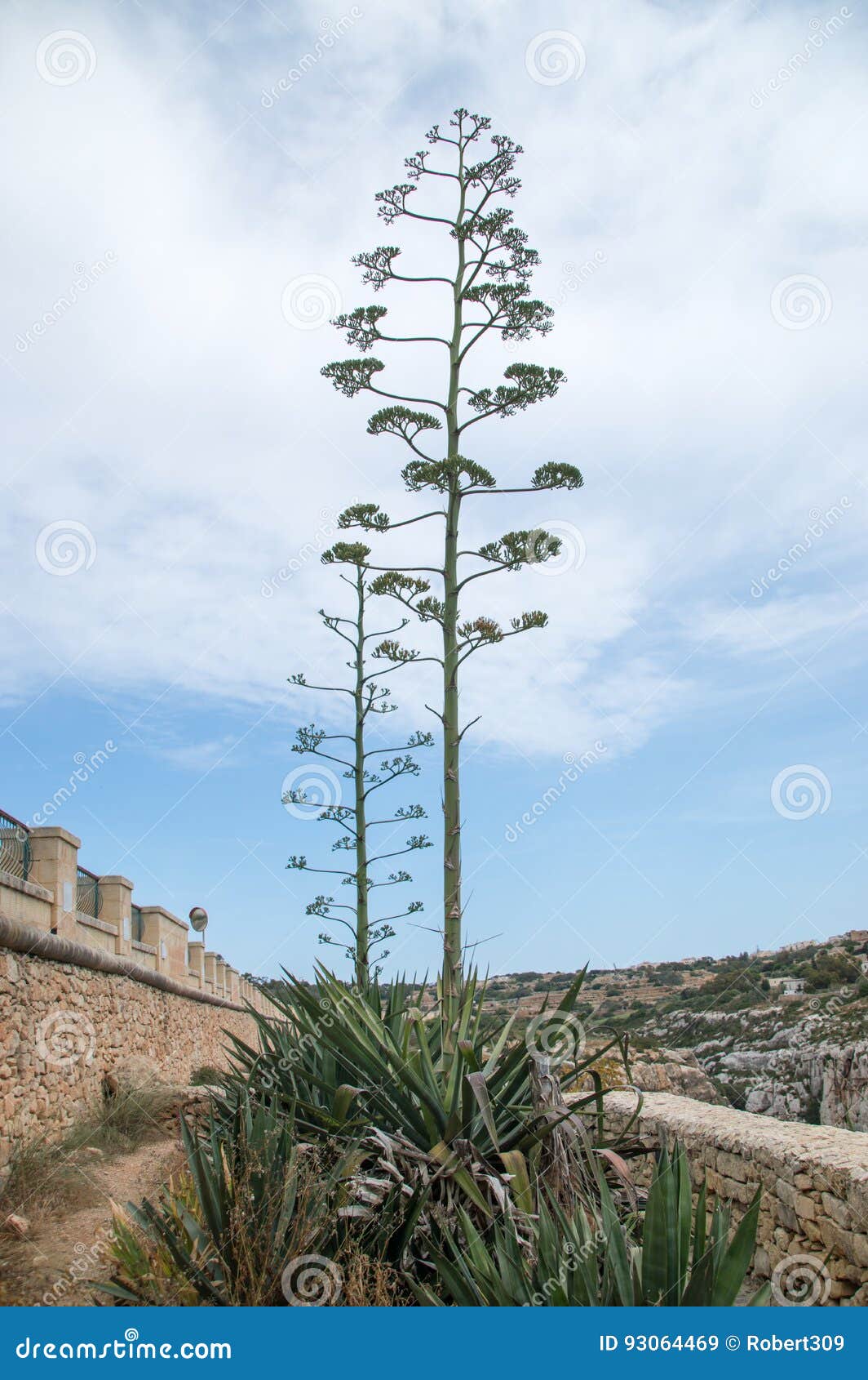 Trees Near Blue Grotto in Malta. Stock Image - Image of malta, plants ...