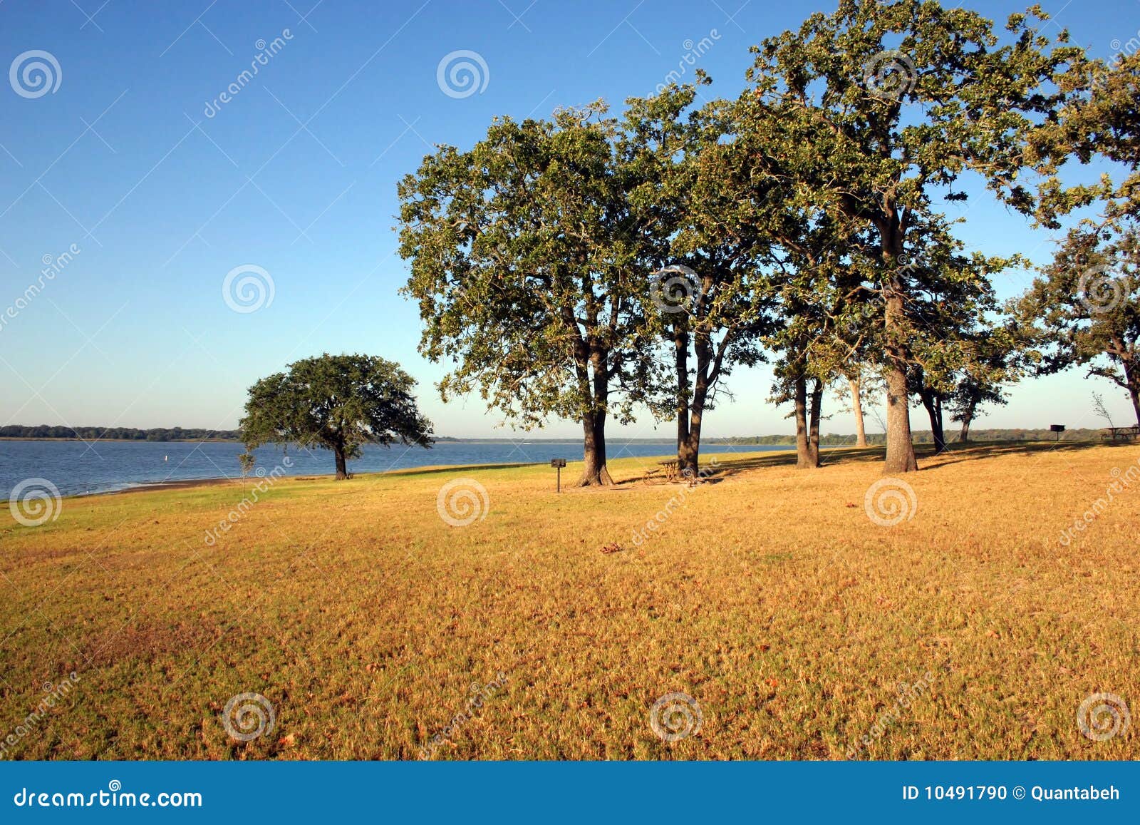 Trees near a lake stock photo. Image of lake, park, state - 10491790