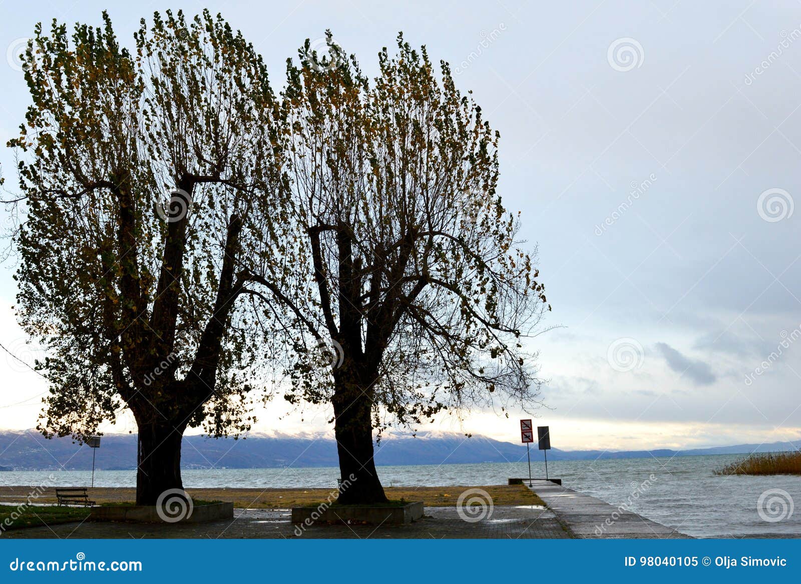 Trees near the lake stock image. Image of trees, cane - 98040105