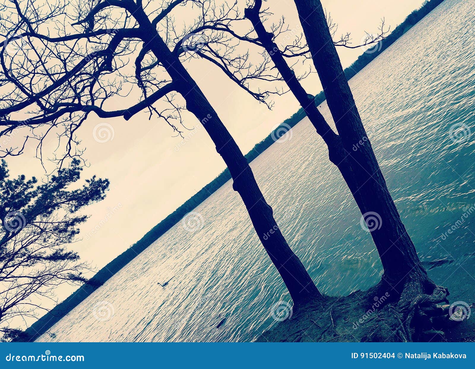 Trees near lake stock photo. Image of nature, plant, water - 91502404