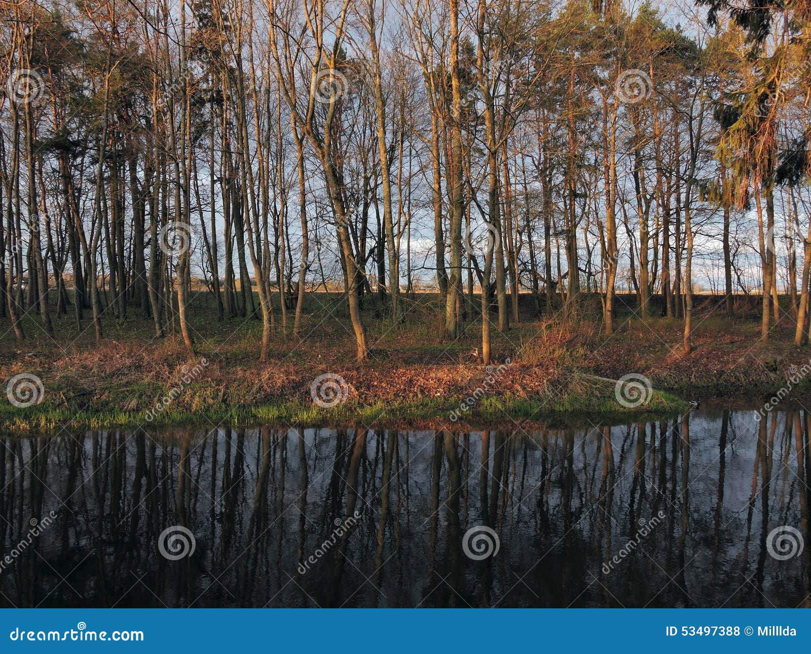 Trees near river stock photo. Image of reflection, view - 53497388