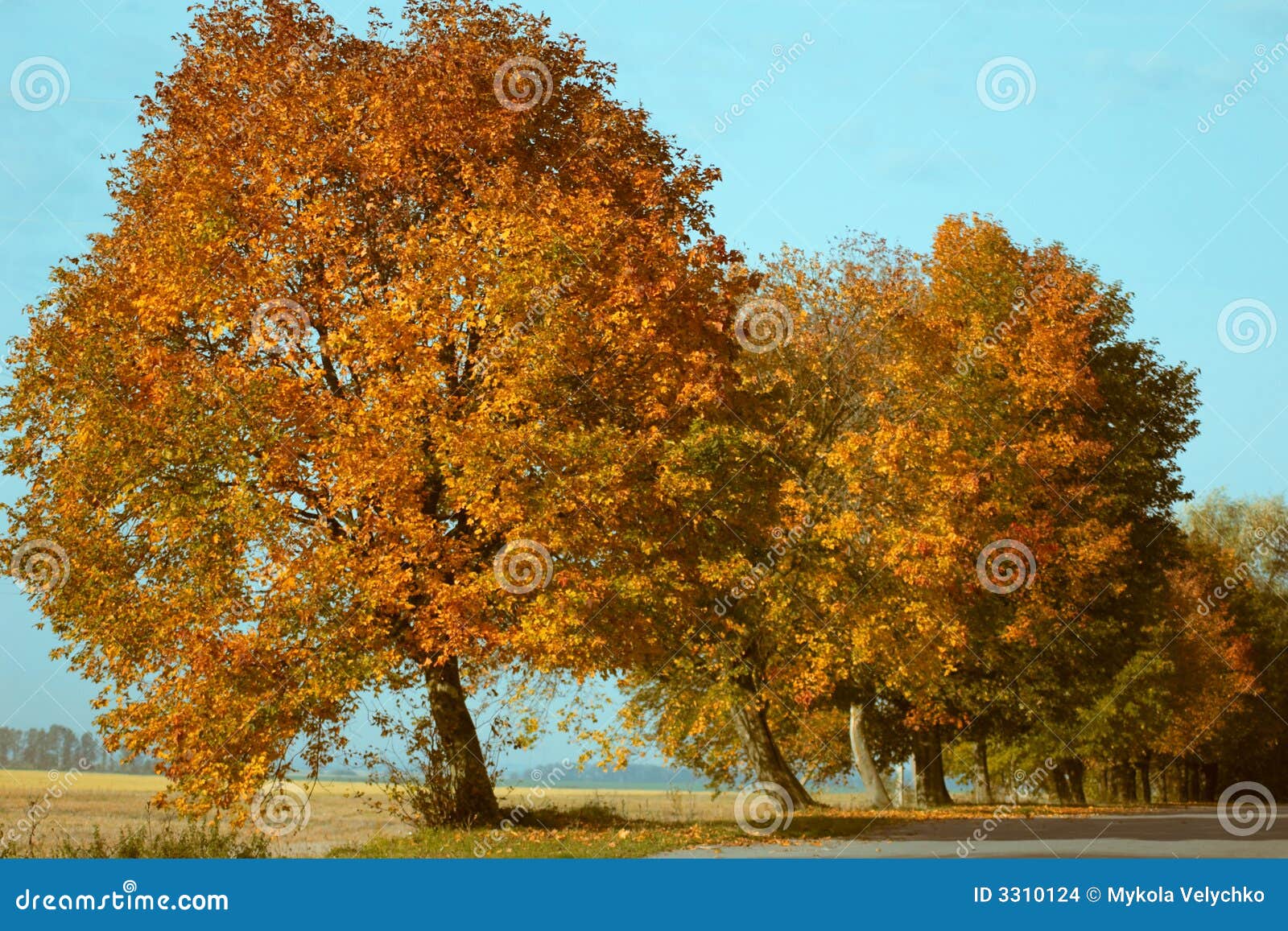 Trees near the road stock photo. Image of green, relax - 3310124