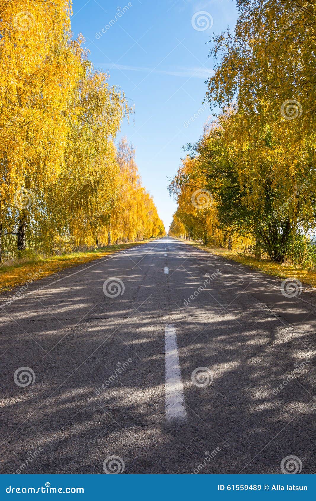 Trees Near the Road in the Autumn Stock Image - Image of foliage ...