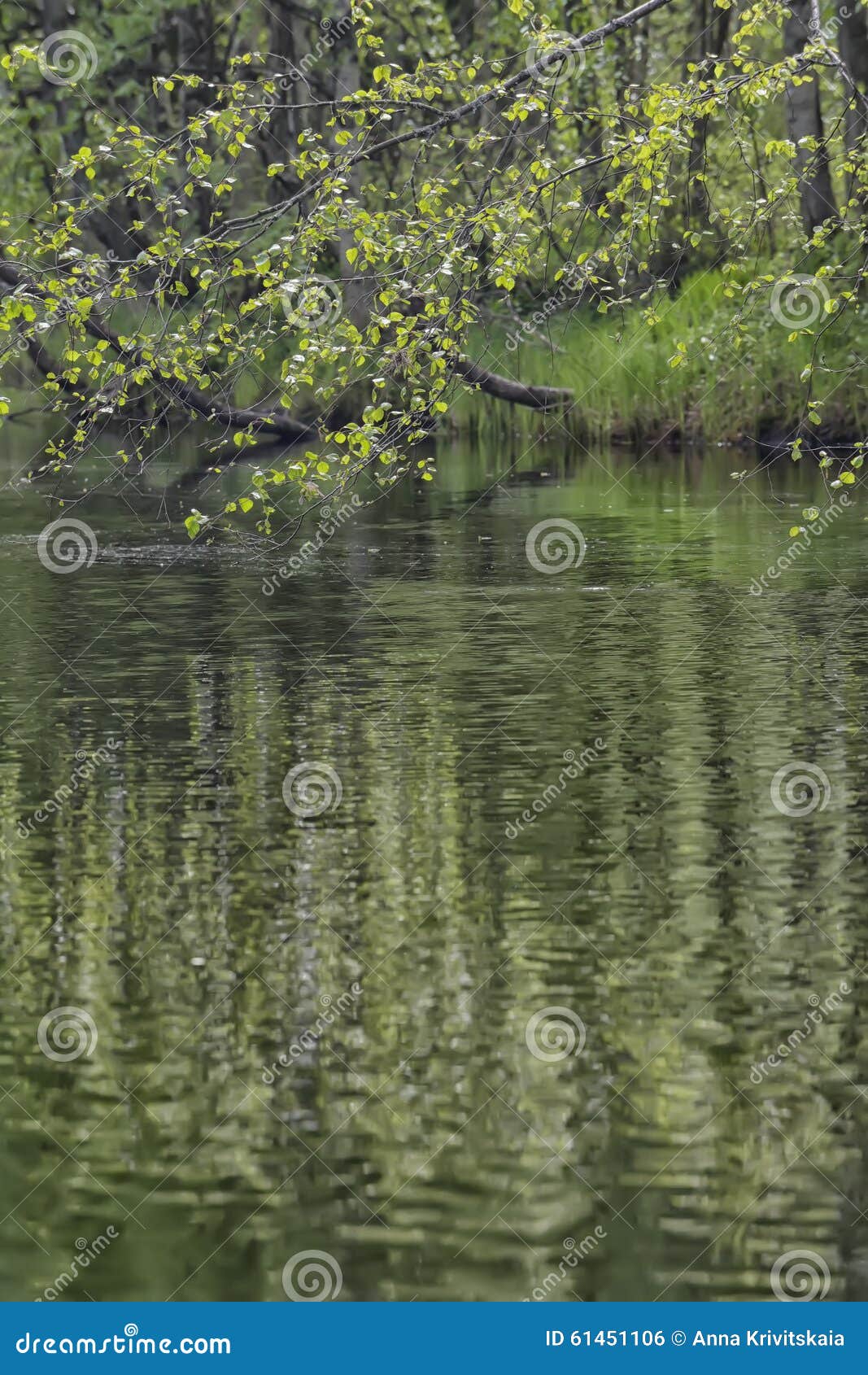 Trees near the water stock photo. Image of australia - 61451106