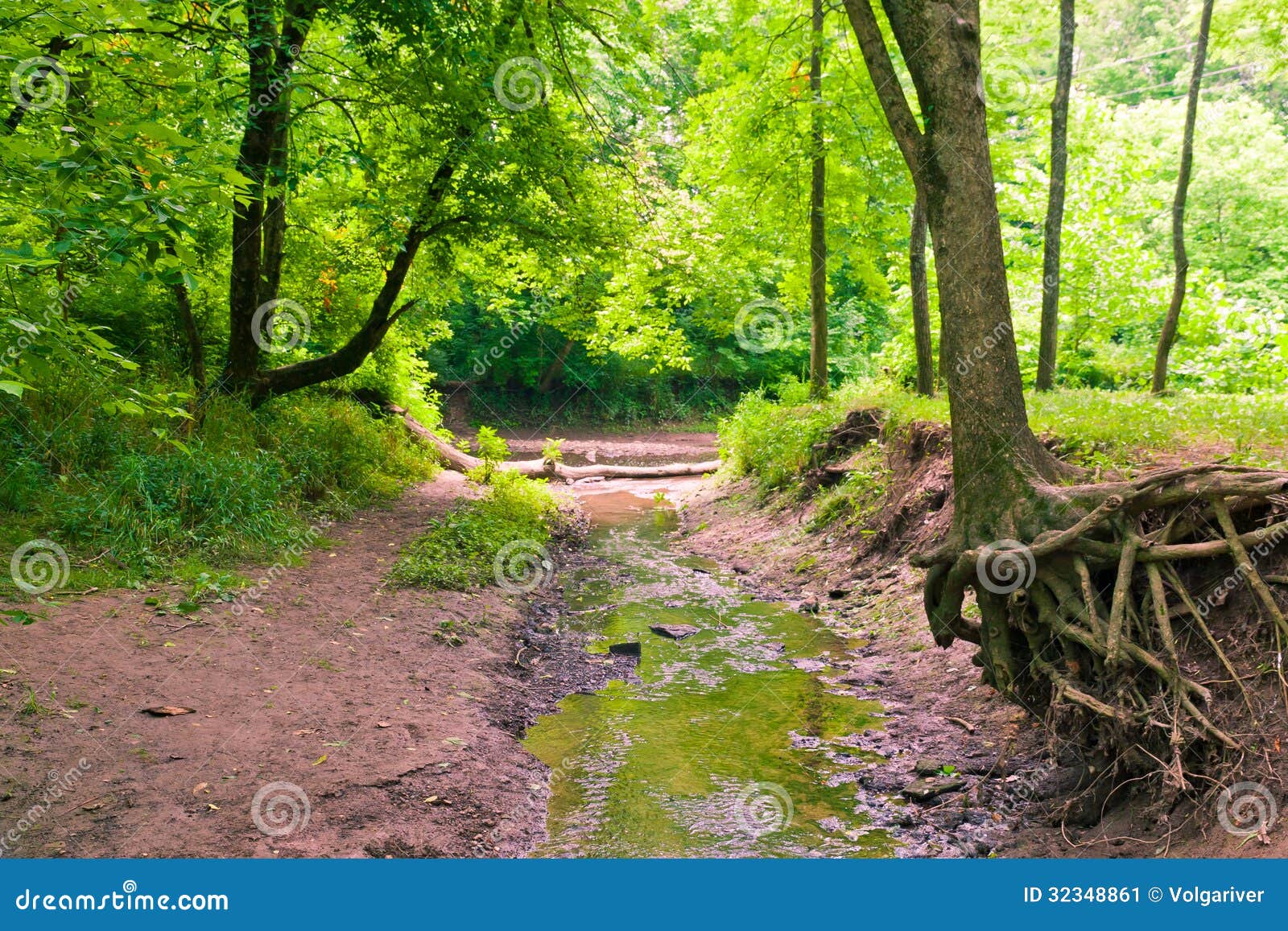Trees Near Water Stream in Green Forest. Stock Image - Image of ...