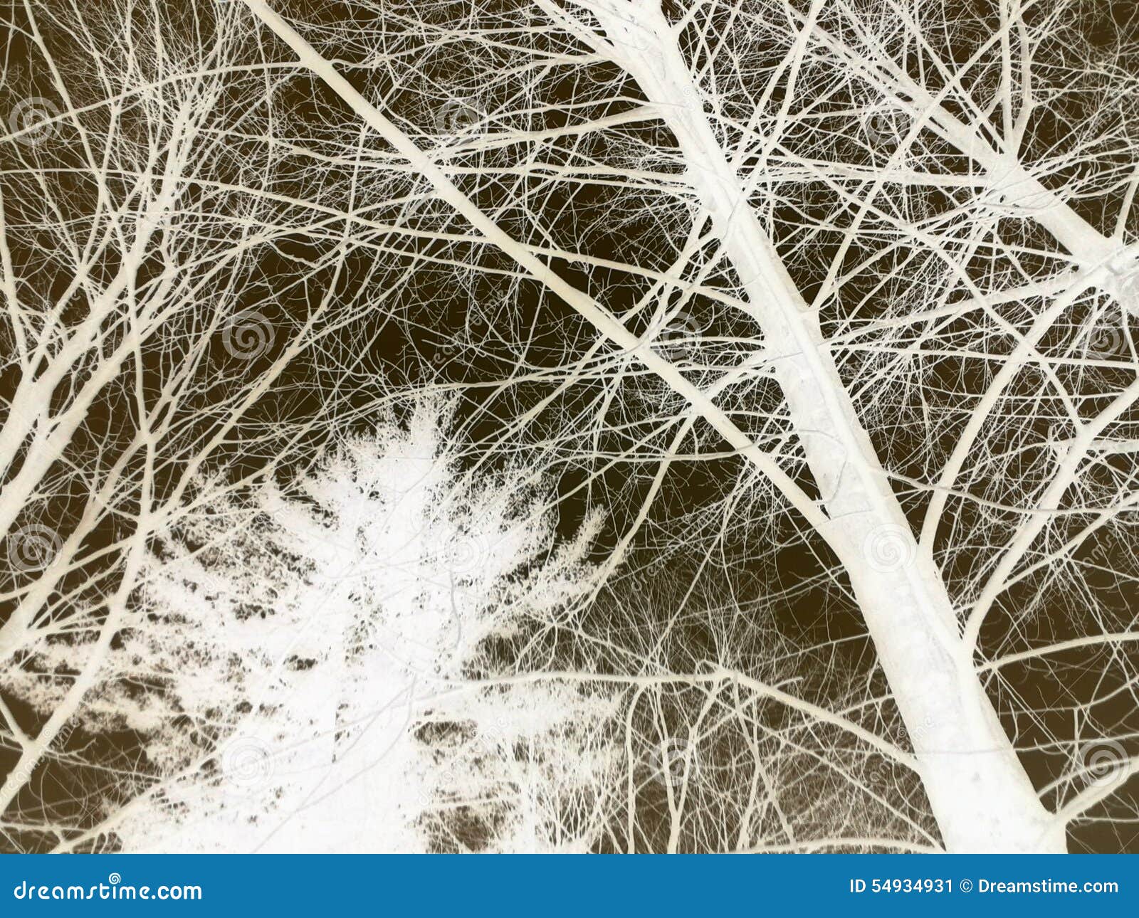 Trees in a negative effect stock image. Image of trees - 54934931