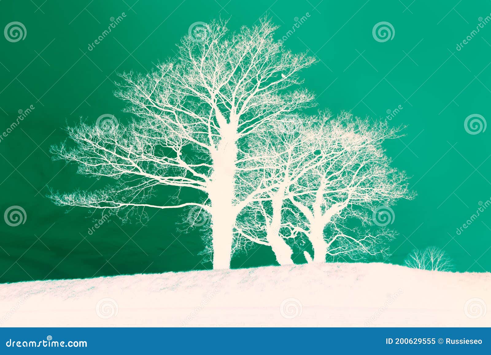 Trees in the negative stock image. Image of hill, isolated - 200629555