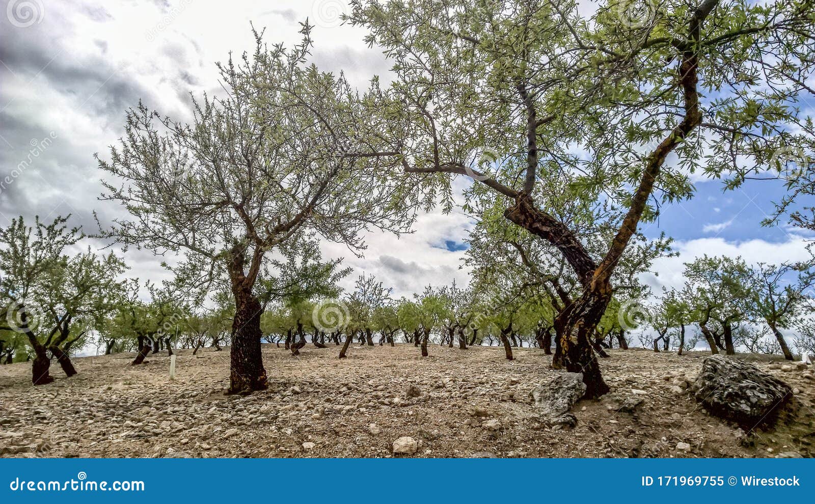 Trees Next To Each Other on a Field during Daytime Stock Image - Image ...