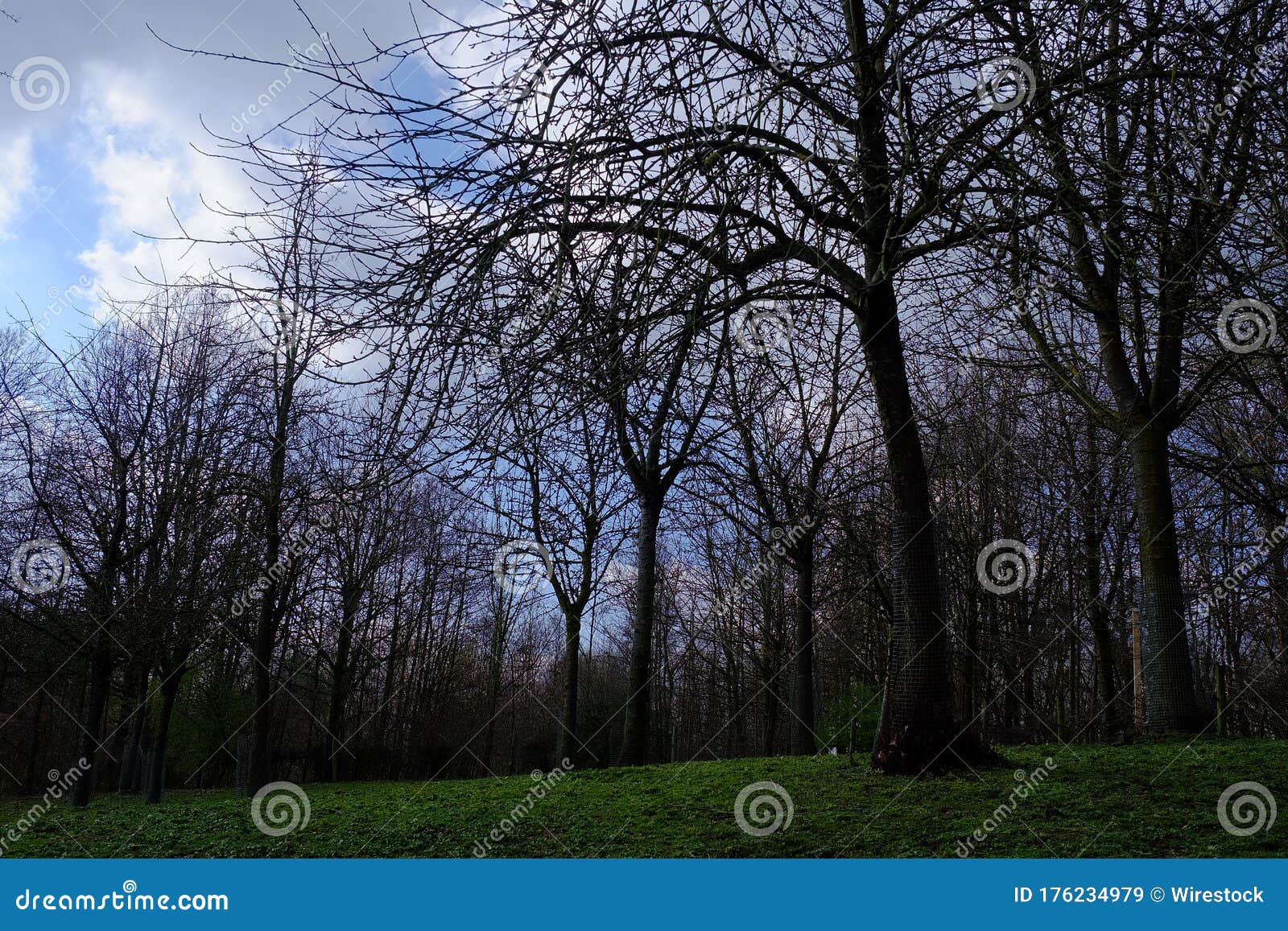 Trees Next To Each Other on a Green Field Stock Image - Image of green ...