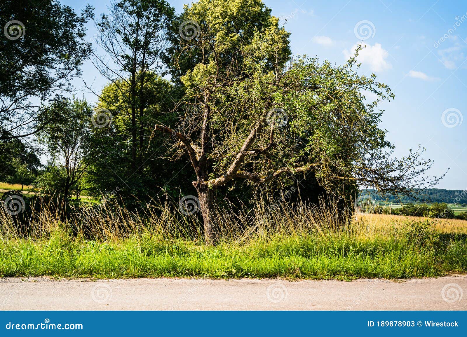 Trees Next To Each Other on the Green Landscape Stock Image - Image of ...