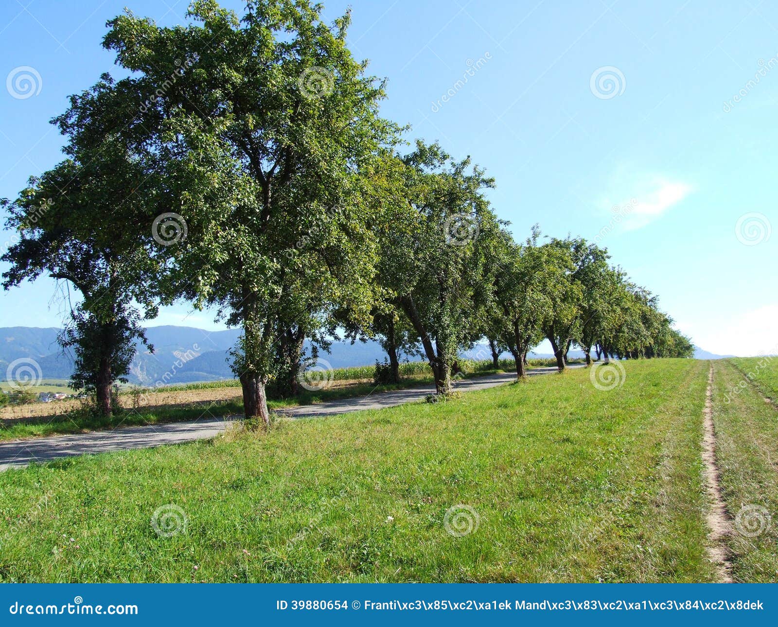 Trees next to each other stock photo. Image of field - 39880654