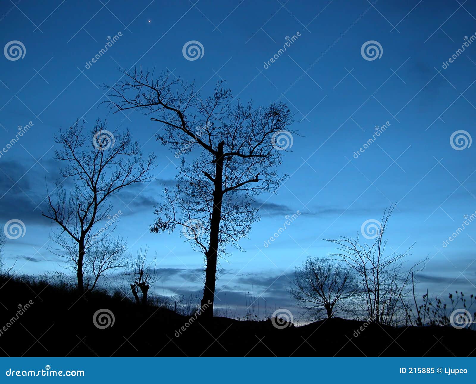Trees at night stock image. Image of atmosphere, ghostly - 215885