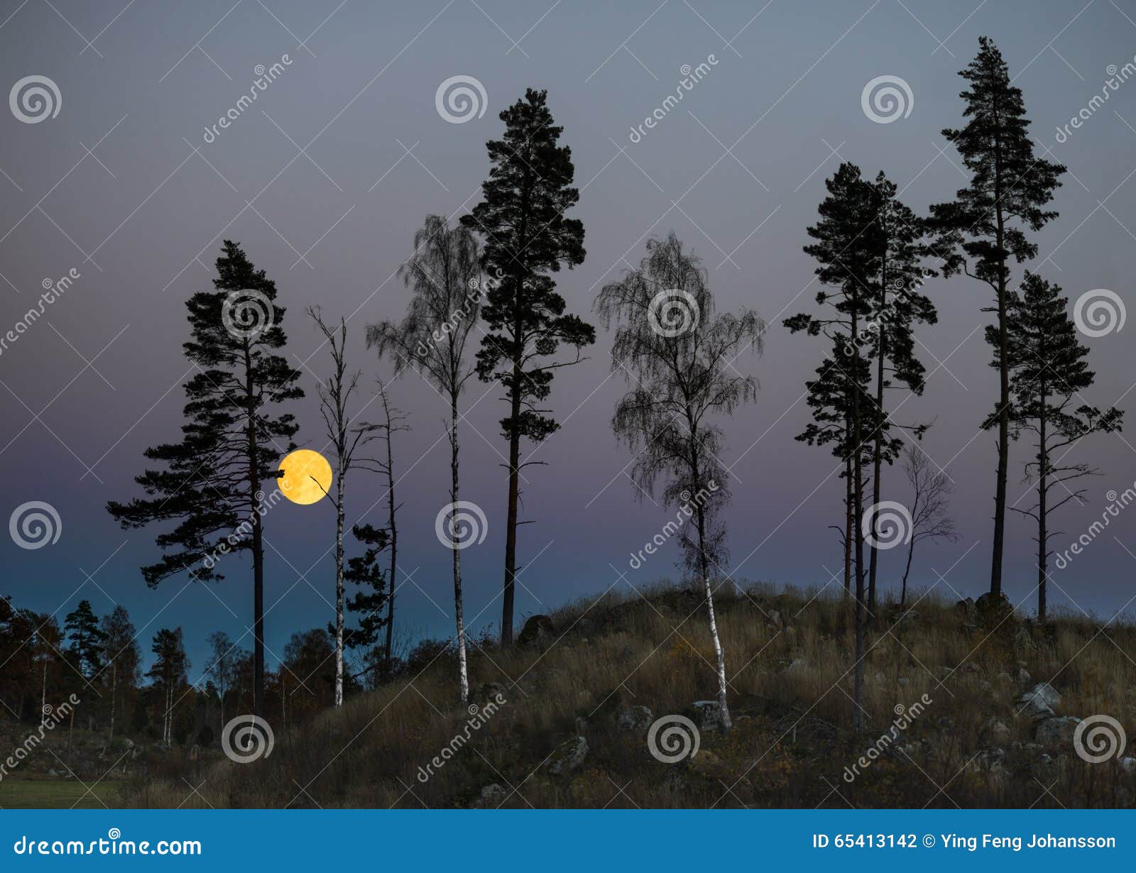 Trees at Night with Full Moon Stock Photo - Image of mauve, landscape ...