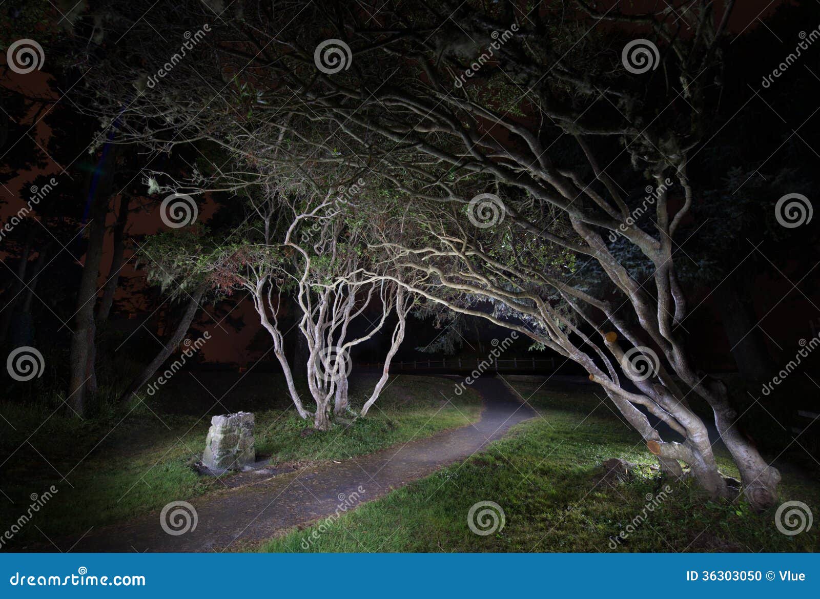 Trees at night stock photo. Image of oregon, experimental - 36303050