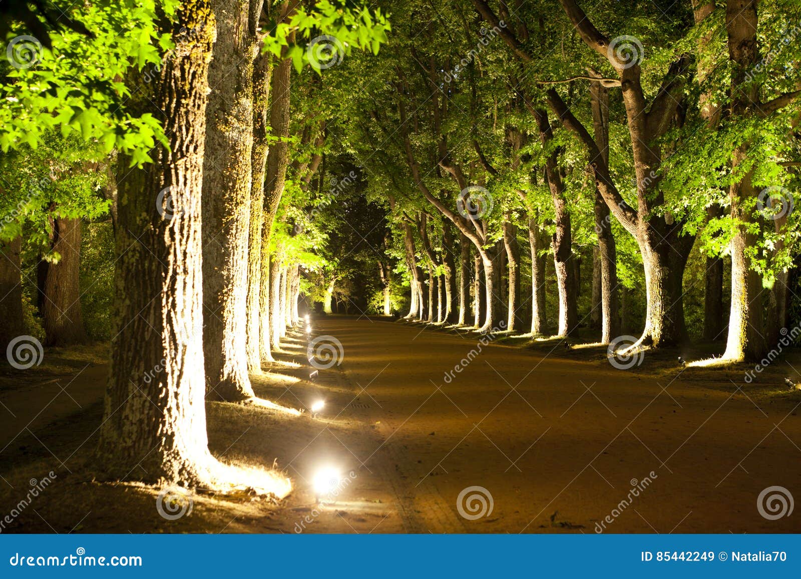 Trees by Night stock image. Image of europe, outdoors - 85442249