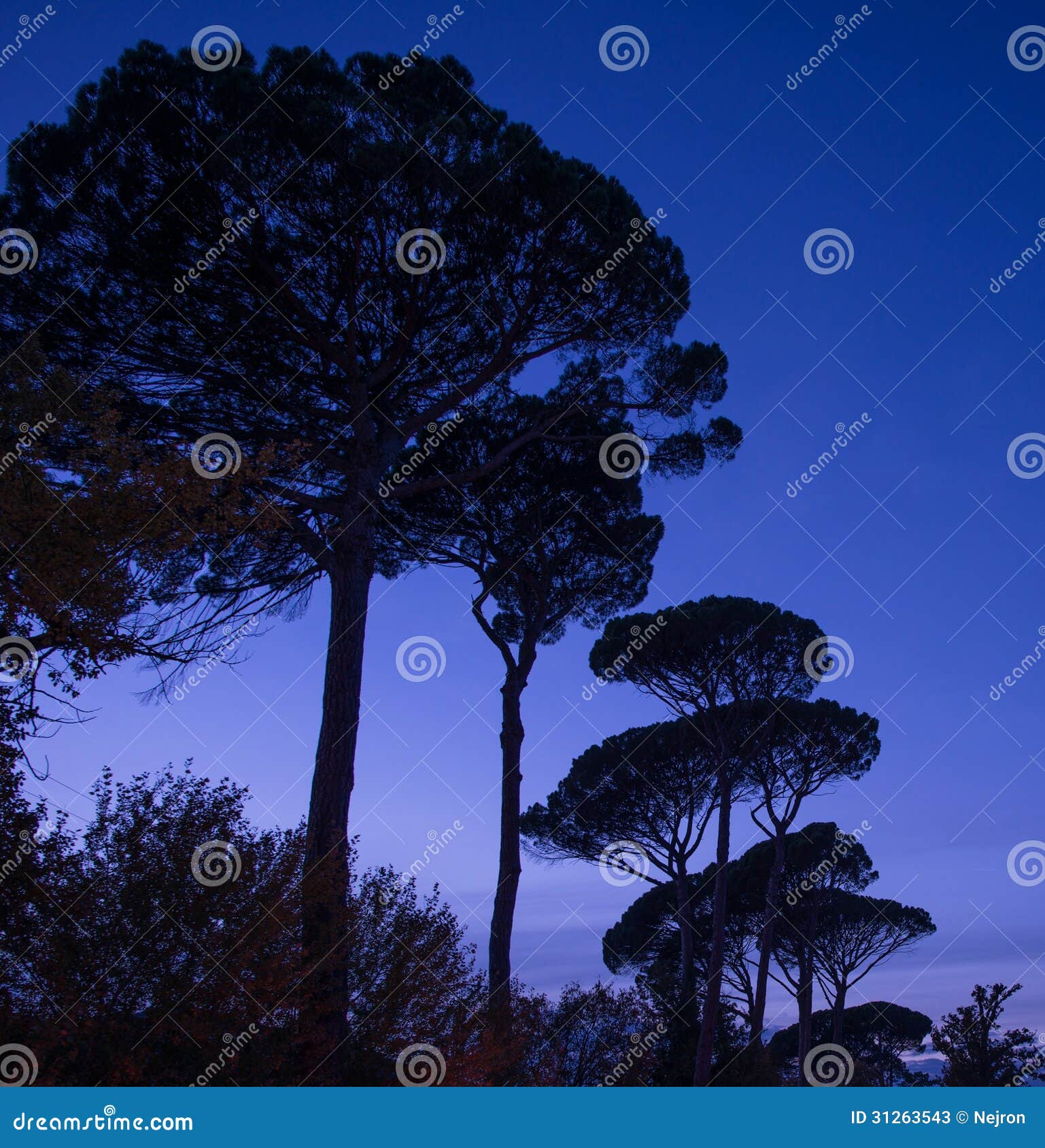 Trees in night stock image. Image of branches, outdoors - 31263543