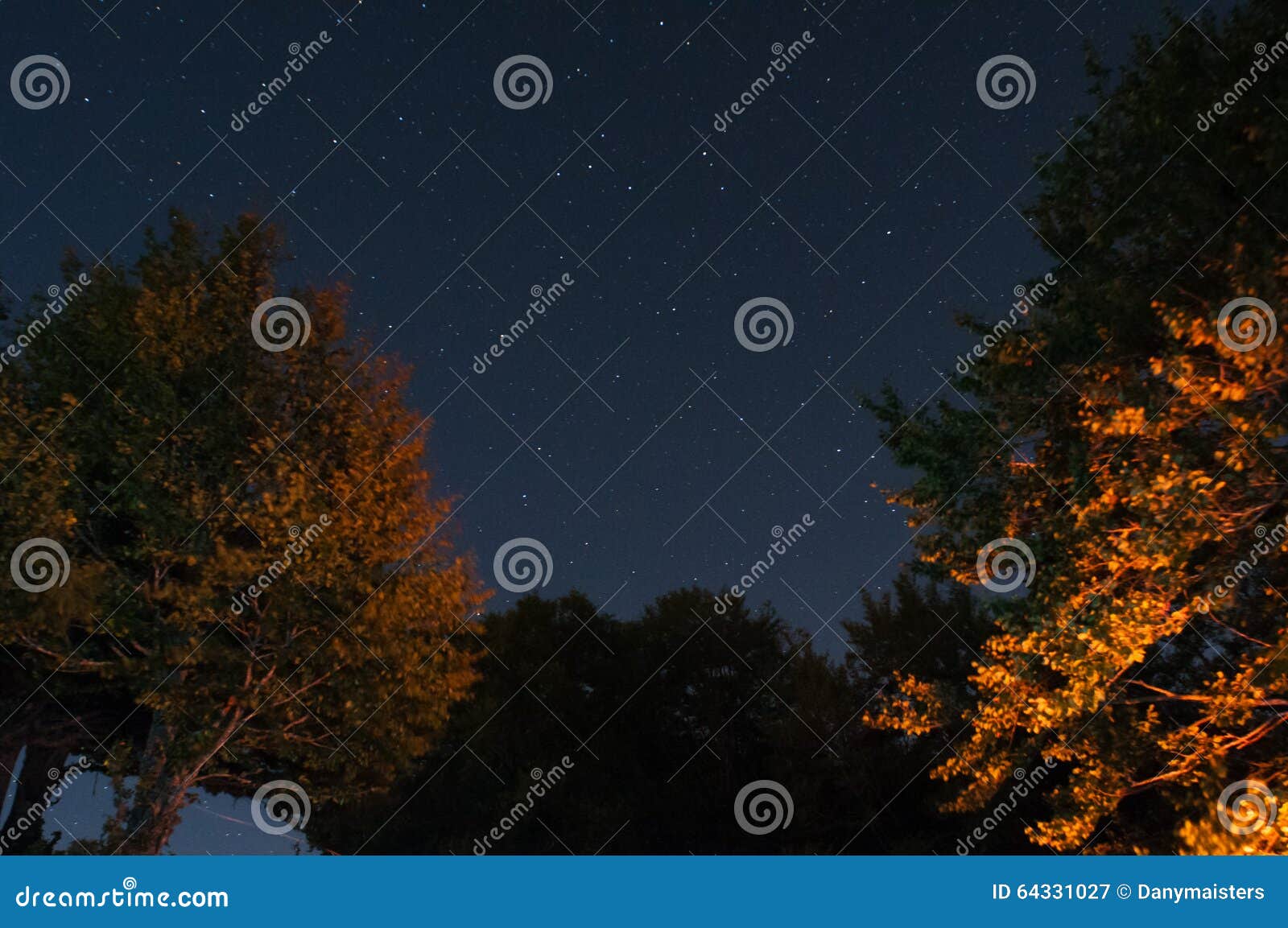 Trees at night with stars stock image. Image of pine - 64331027
