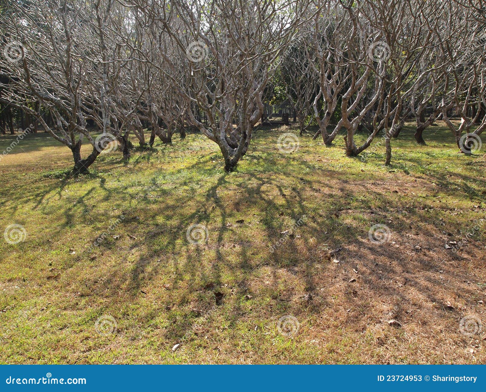Trees, no leaves stock image. Image of trees, backlight - 23724953
