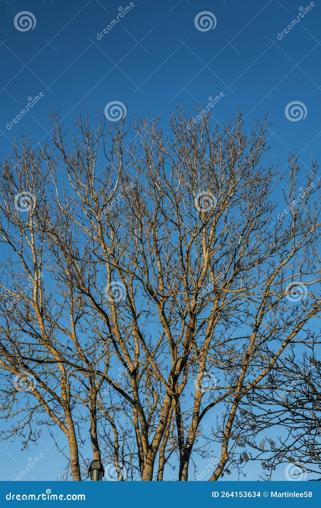 Trees with No Leaves on a Cold Winters Morning Stock Photo - Image of ...