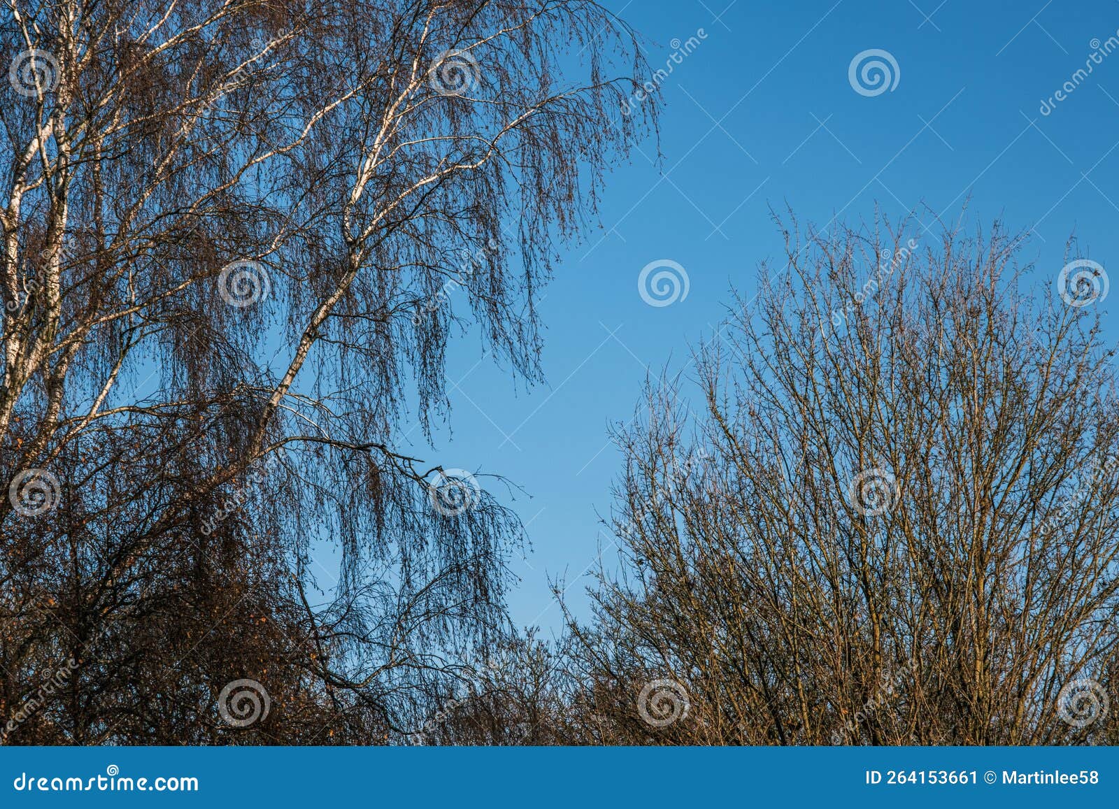 Trees with No Leaves on a Cold Winters Morning Stock Image - Image of ...