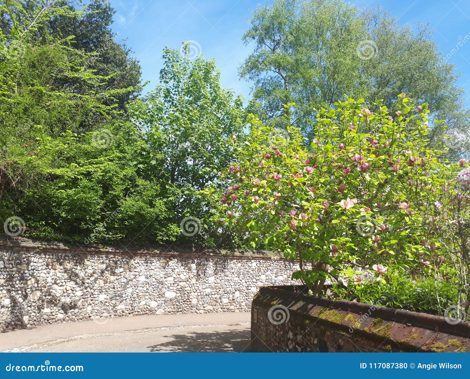 Trees stock photo. Image of green, plant, norwich, tree - 117087380