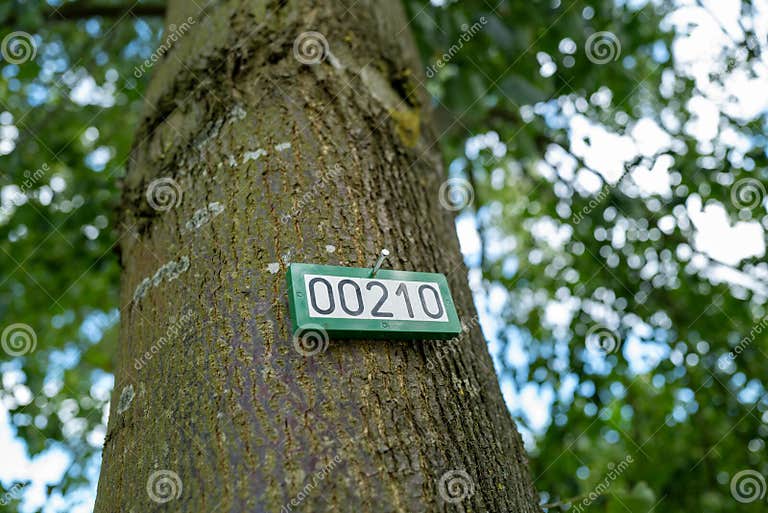 Trees are Numbered Consecutively with a Sign Stock Photo - Image of ...