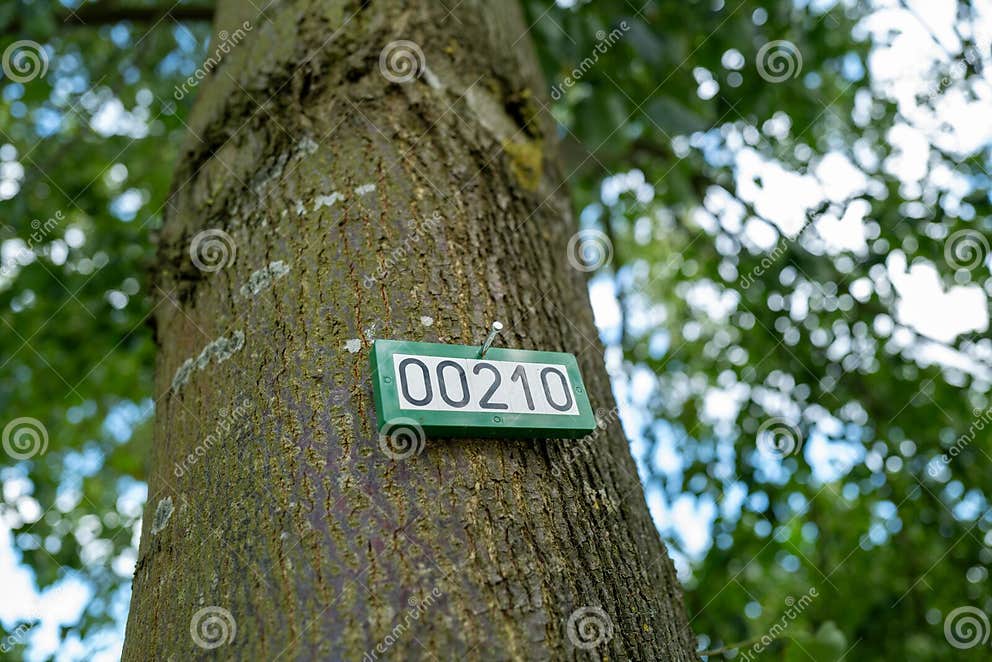 Trees are Numbered Consecutively with a Sign Stock Photo - Image of ...