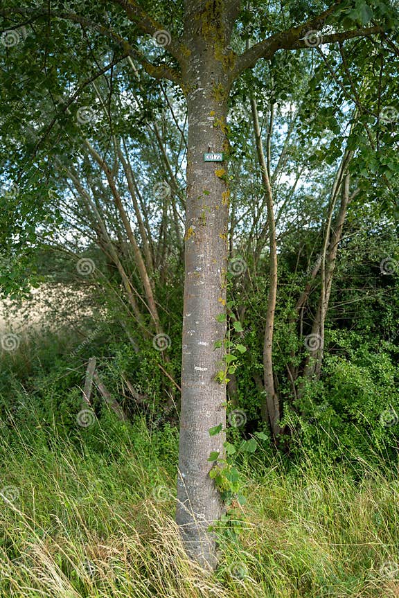 Trees are Numbered Consecutively with a Sign Stock Image - Image of ...