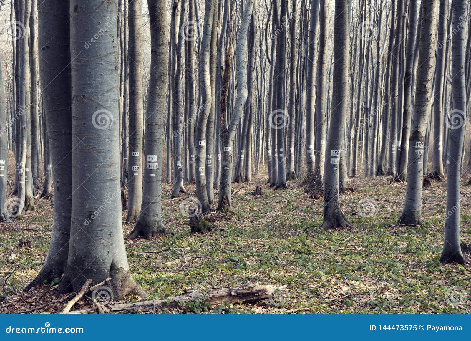 Trees with Numbers on it in a Deciduous Forest in the Mountain Stock ...