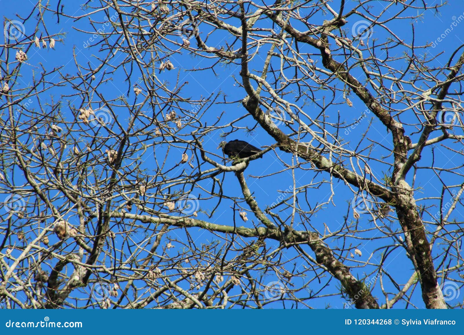 Trees stock photo. Image of birds, cotin, cote, tree - 120344268
