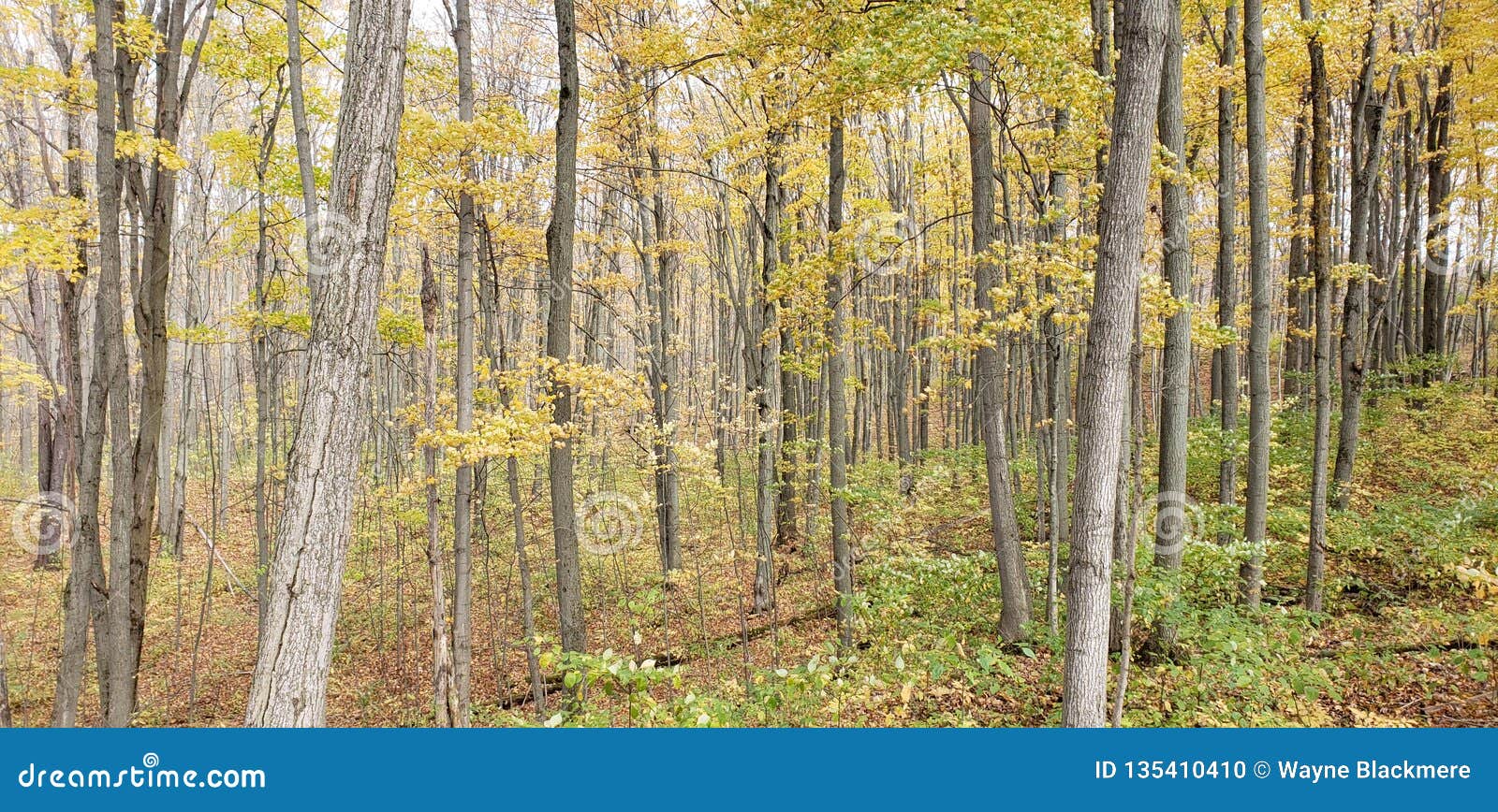 Yellow forest stock photo. Image of forest, ontario - 135410410
