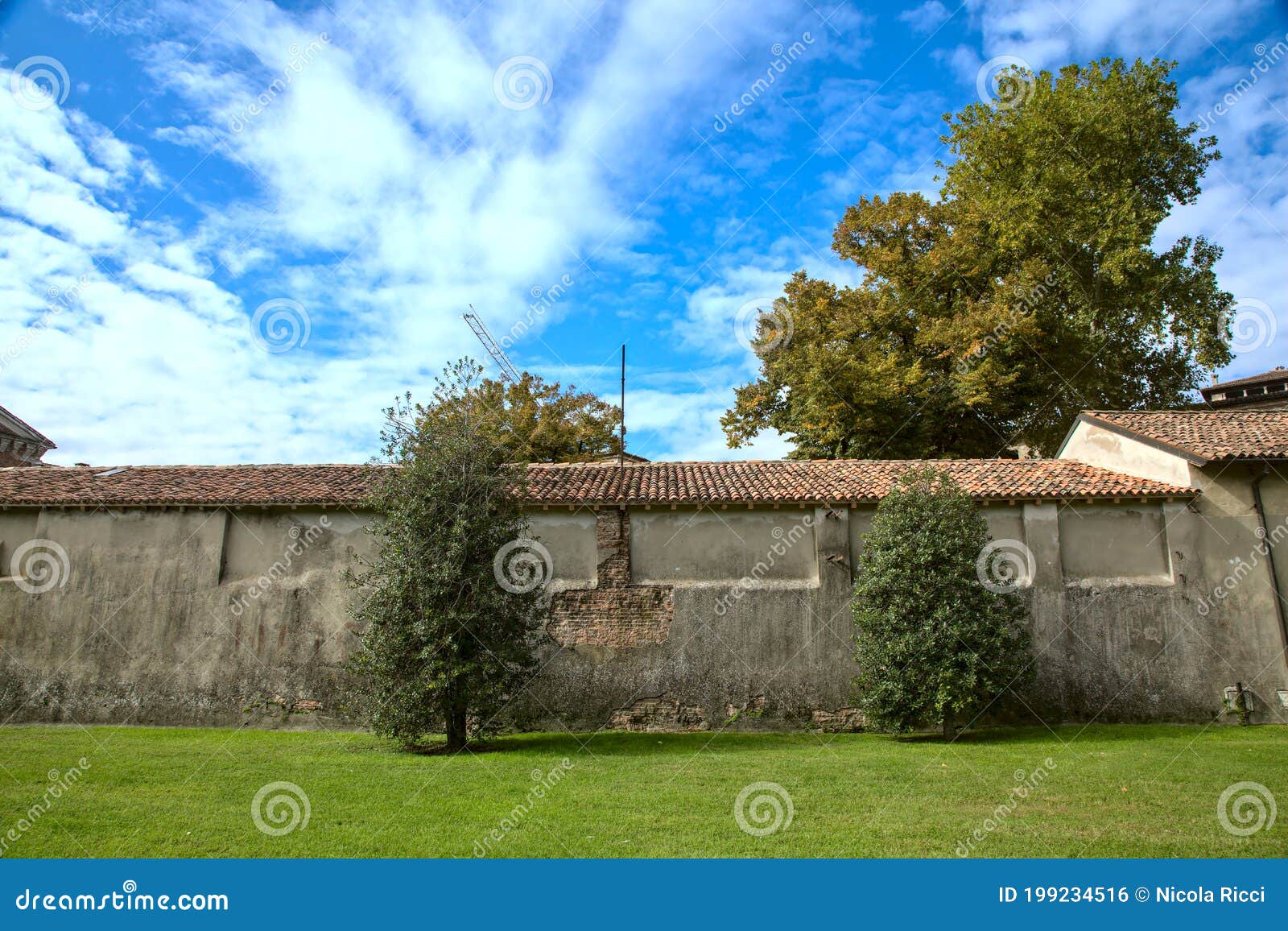 Trees in an Opem Space with a Grey Wall As Background on a Clear Day in ...