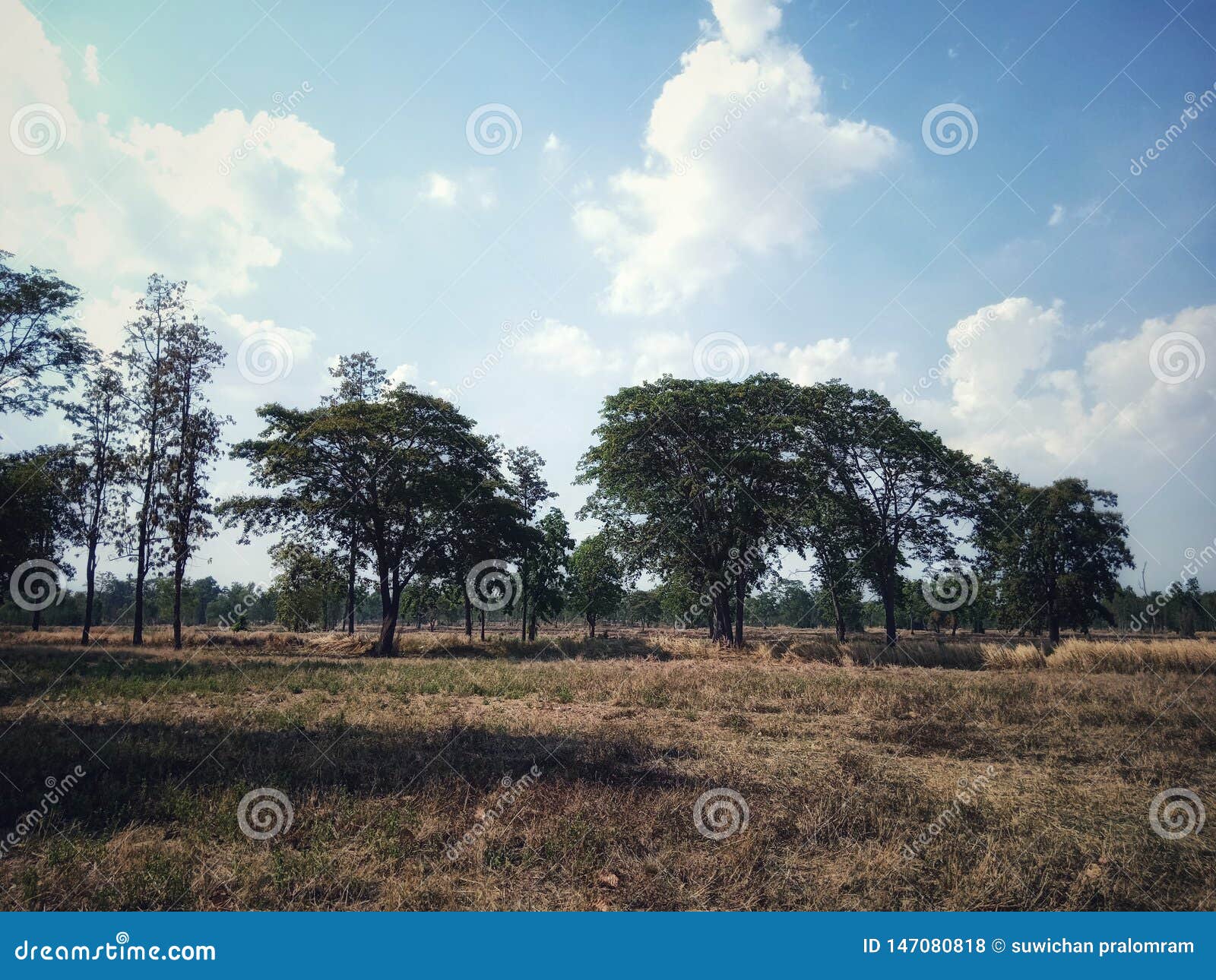 Trees in wide open fields stock photo. Image of meadow - 147080818