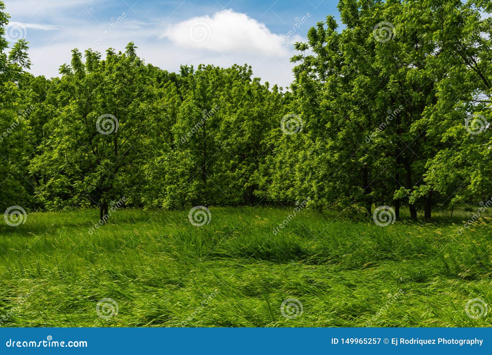 Trees and open grass field stock image. Image of natural - 149965257